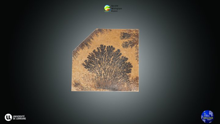 Dendrite 3D models - Sketchfab