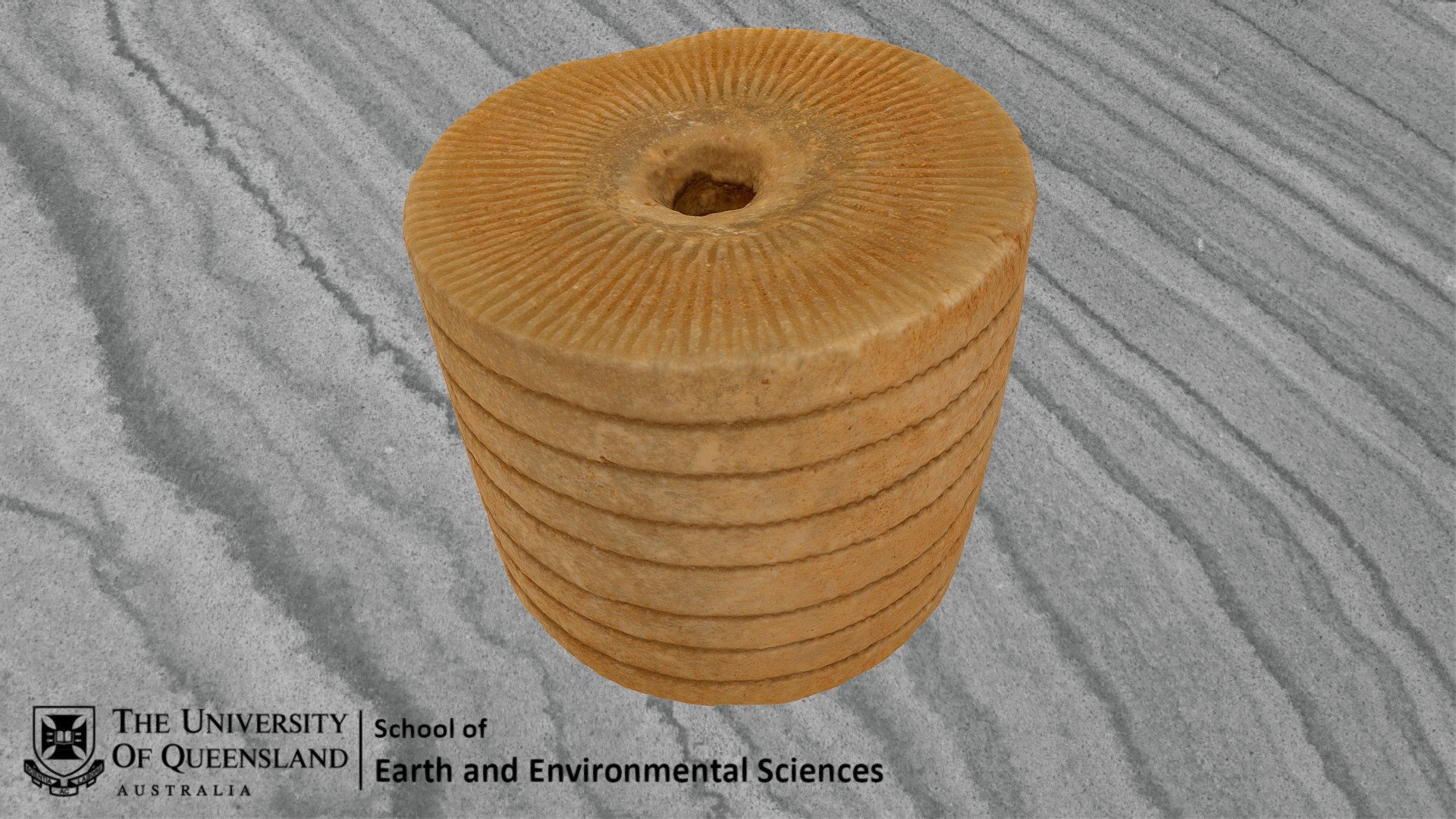 Crinoid Stem - Phyllum Echinodermata - 3D model by nate_siddle (@nate ...