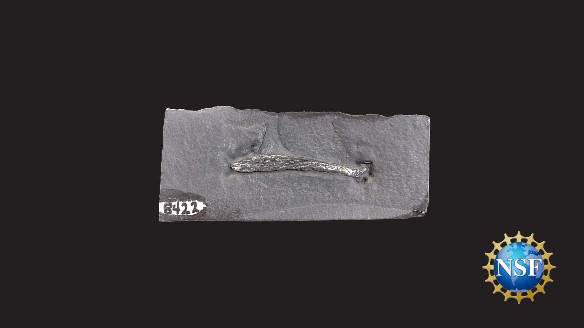 CMNH 8422 Micro Arthrodire Infragnathal - 3D model by Cleveland Museum ...