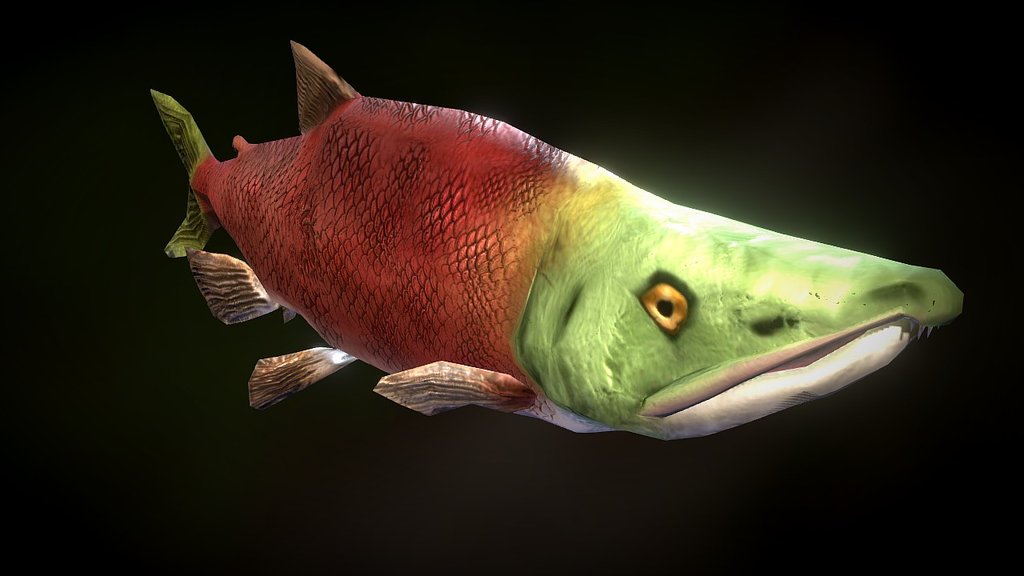 Red Salmon - 3D model by Kramaa (@MiguelOrtega) [5d2a5c7] - Sketchfab