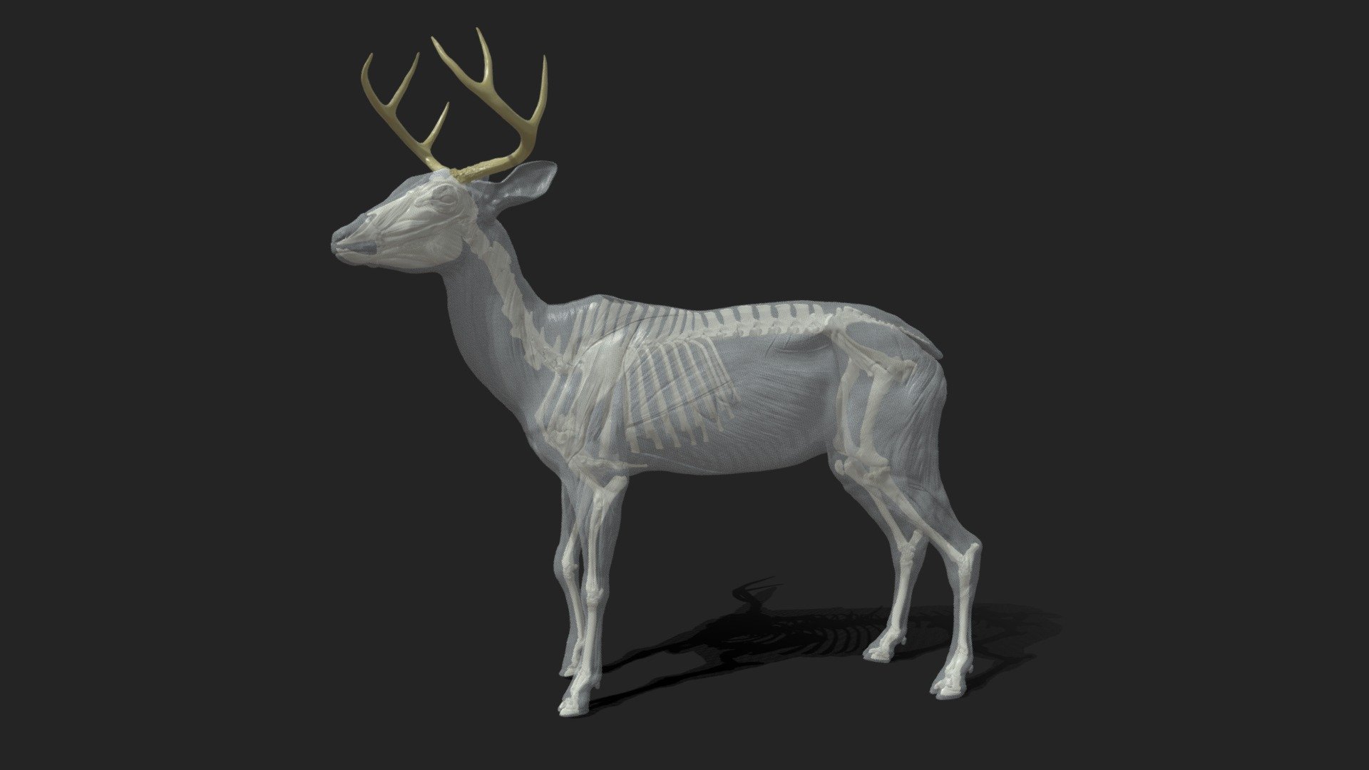 WhiteTail Deer Anatomy - 3D model by SA Anatomy (@saanatomy) [5d2bcb6 ...