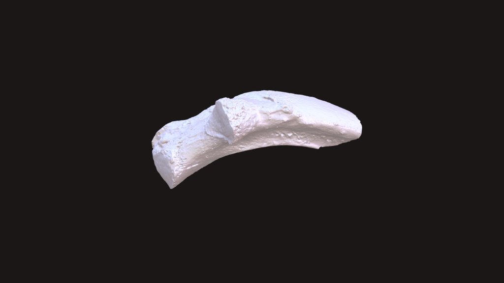 hippo rib fragment 3280415 - 3D model by adrianevans [5d2cd58] - Sketchfab
