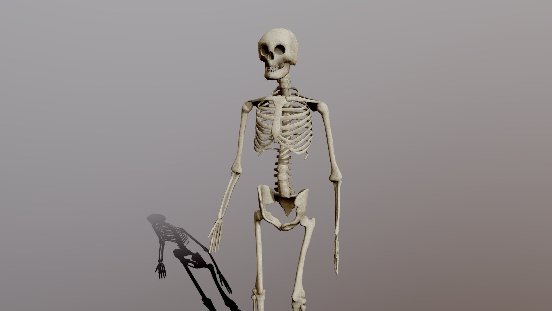 Skeleton - 3D model by Brandon Baldwin (@ser_poopums) [5d2e89e] - Sketchfab