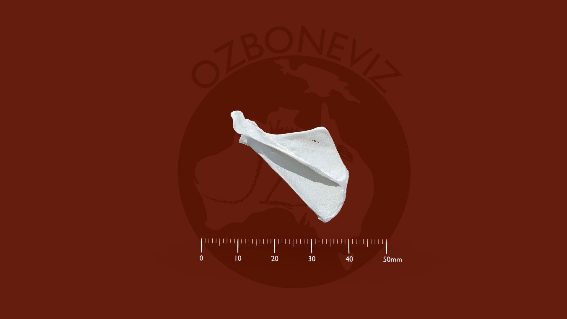Giant white-tailed rat scapula - 3D model by Ozboneviz [5d31a80 ...
