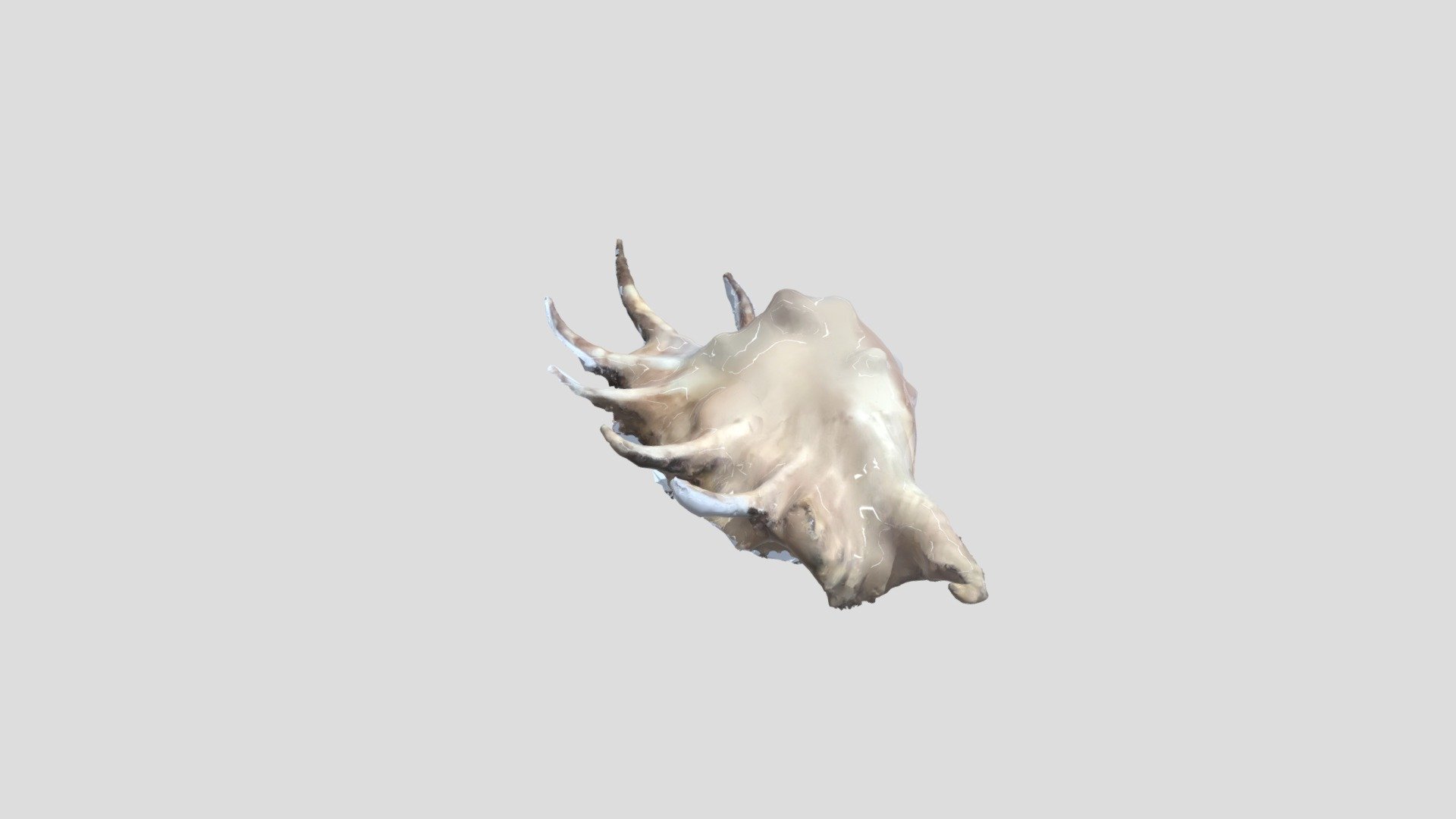 Shell 3D model - 3D model by NCarrick [5d35227] - Sketchfab