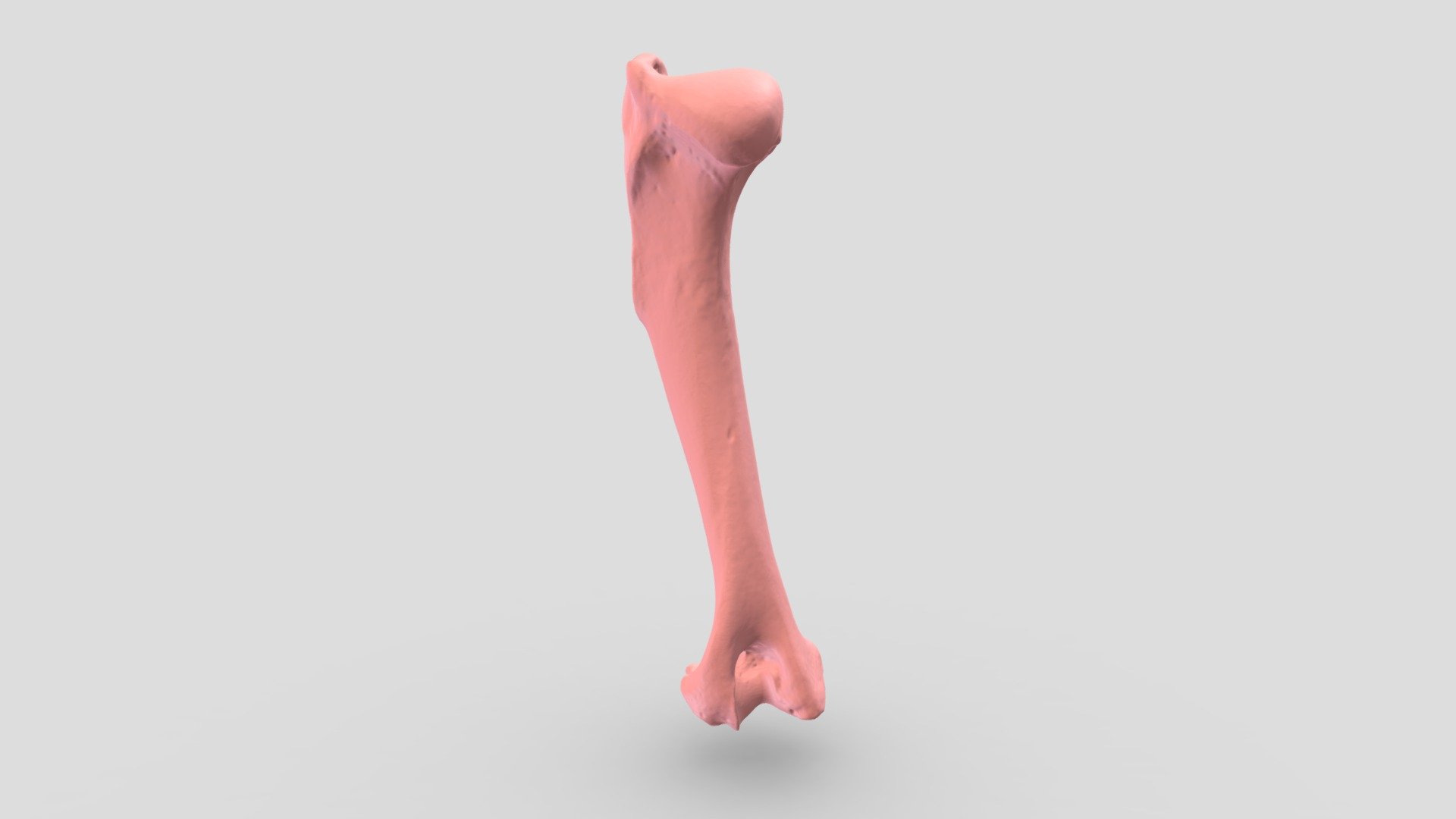 Dog Humerus - 3D model by PeterFalkingham (@pfalkingham1) [5d3ec53 ...