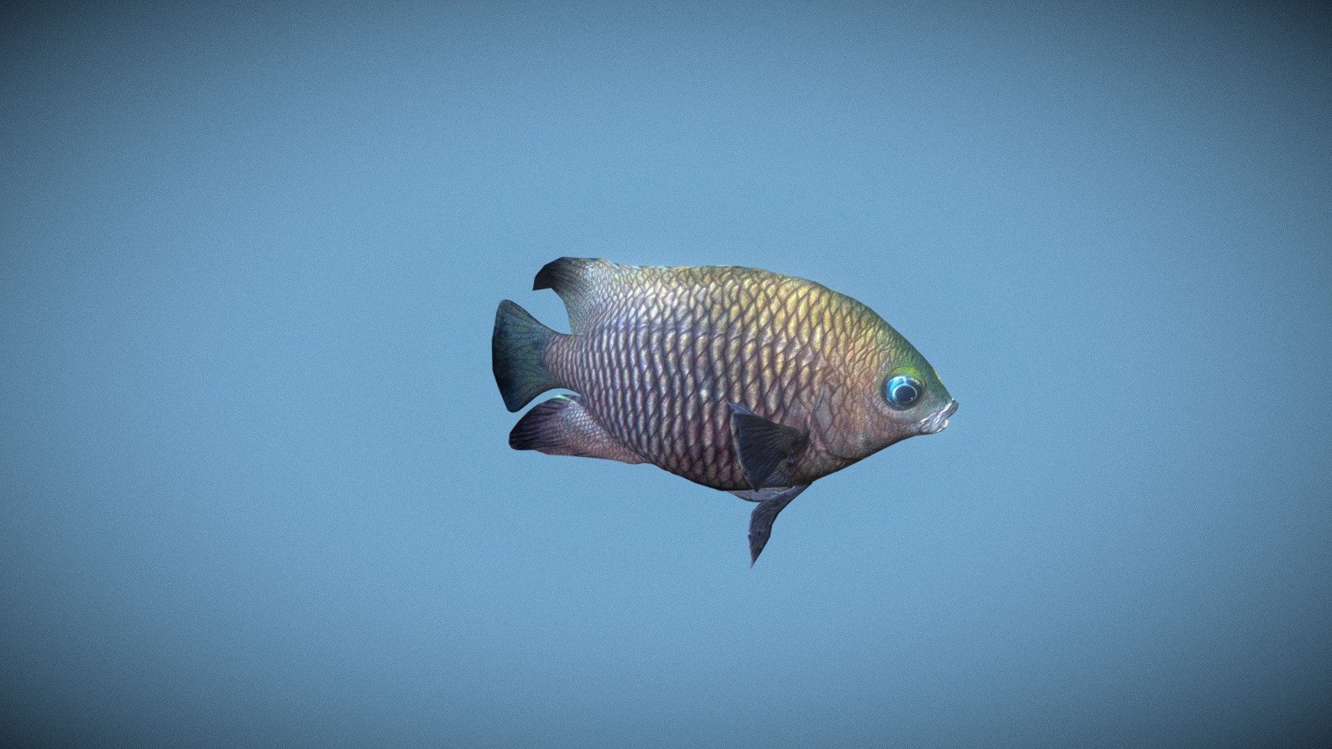 Dusky damselfish - 3D model by California Academy of Sciences Viz ...