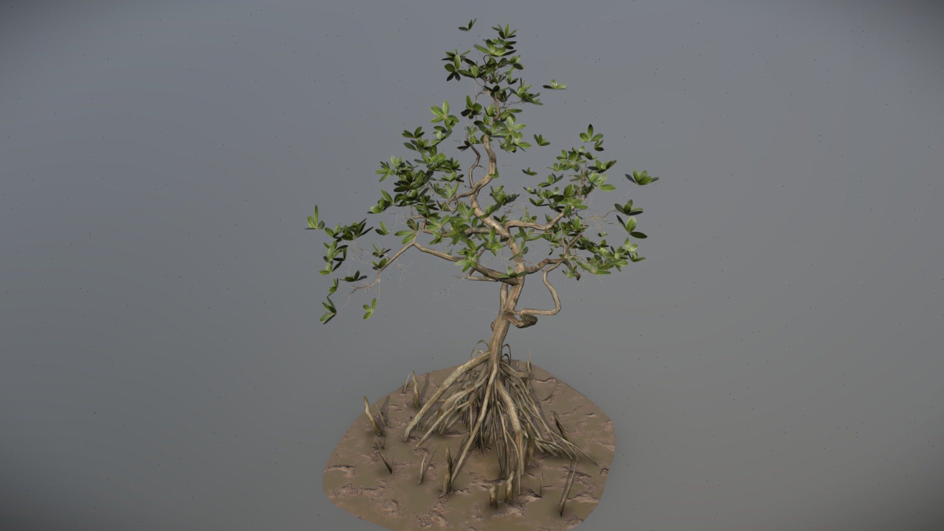 Mangrove Tree - Download Free 3D model by Nice2meetU2 [5d45424] - Sketchfab