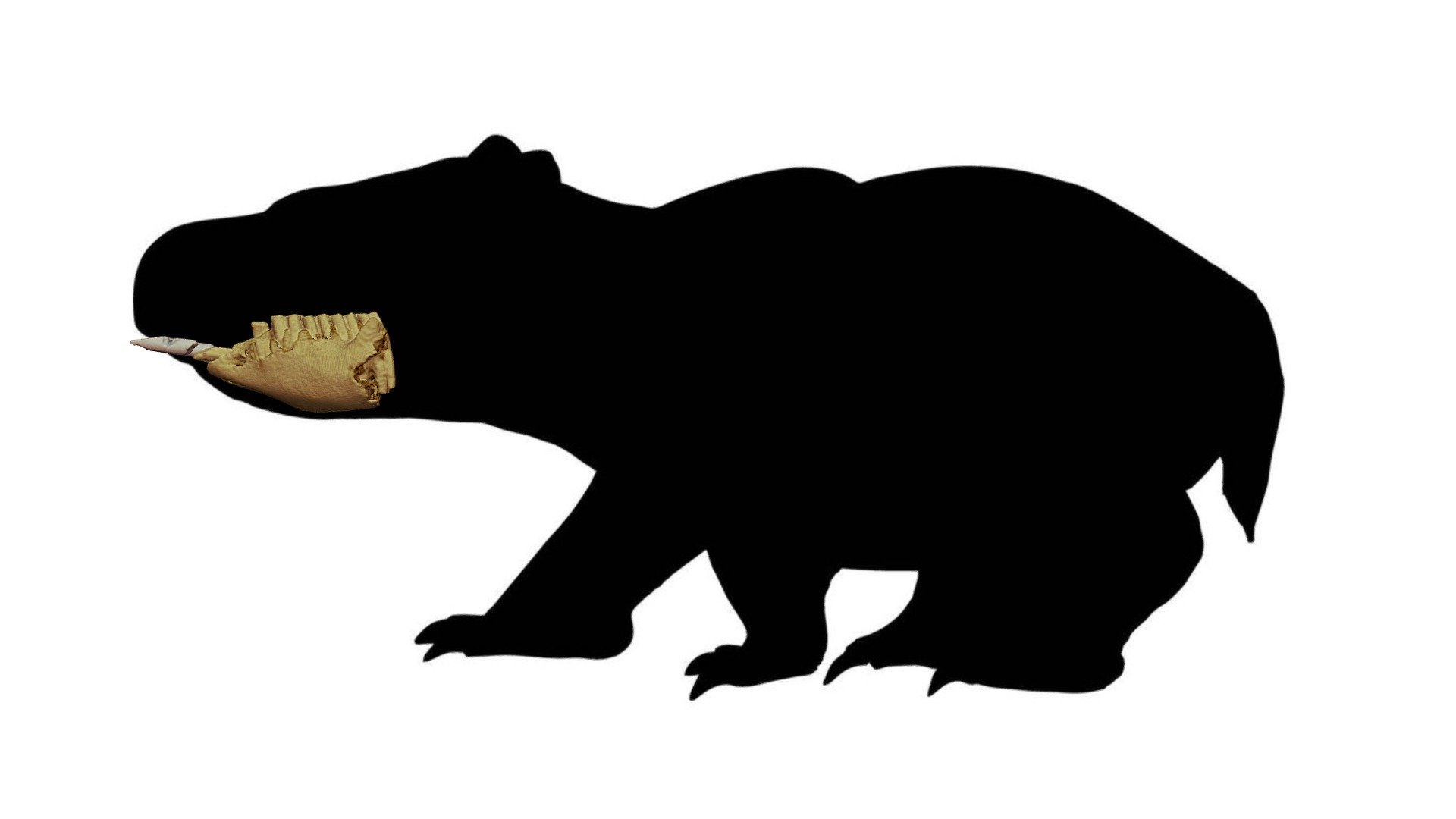 Extinct wombat Sedophascolomys - 3D model by Queensland Museum ...