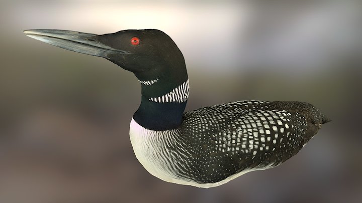 Loon 3D models - Sketchfab