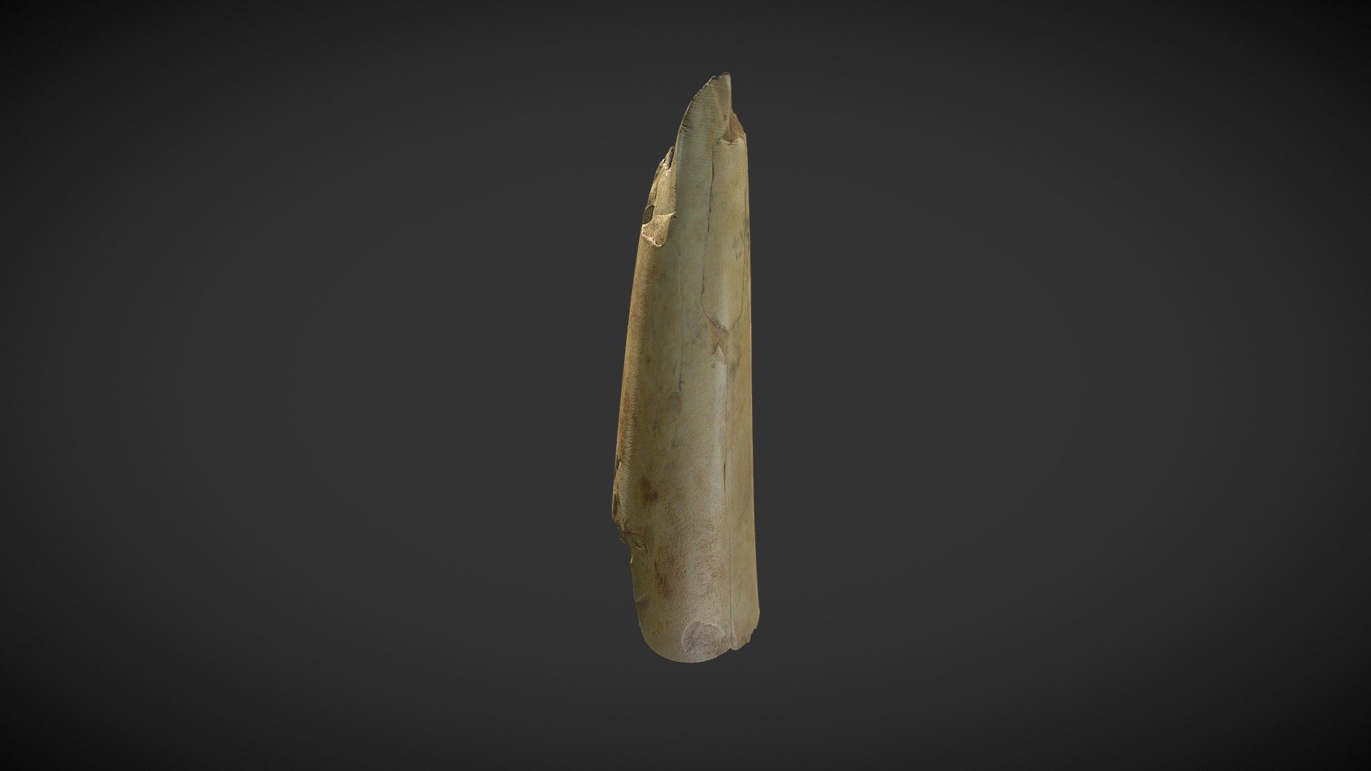 Prodeinotherium bavaricum (defense) - 3D model by Museum de Toulouse ...