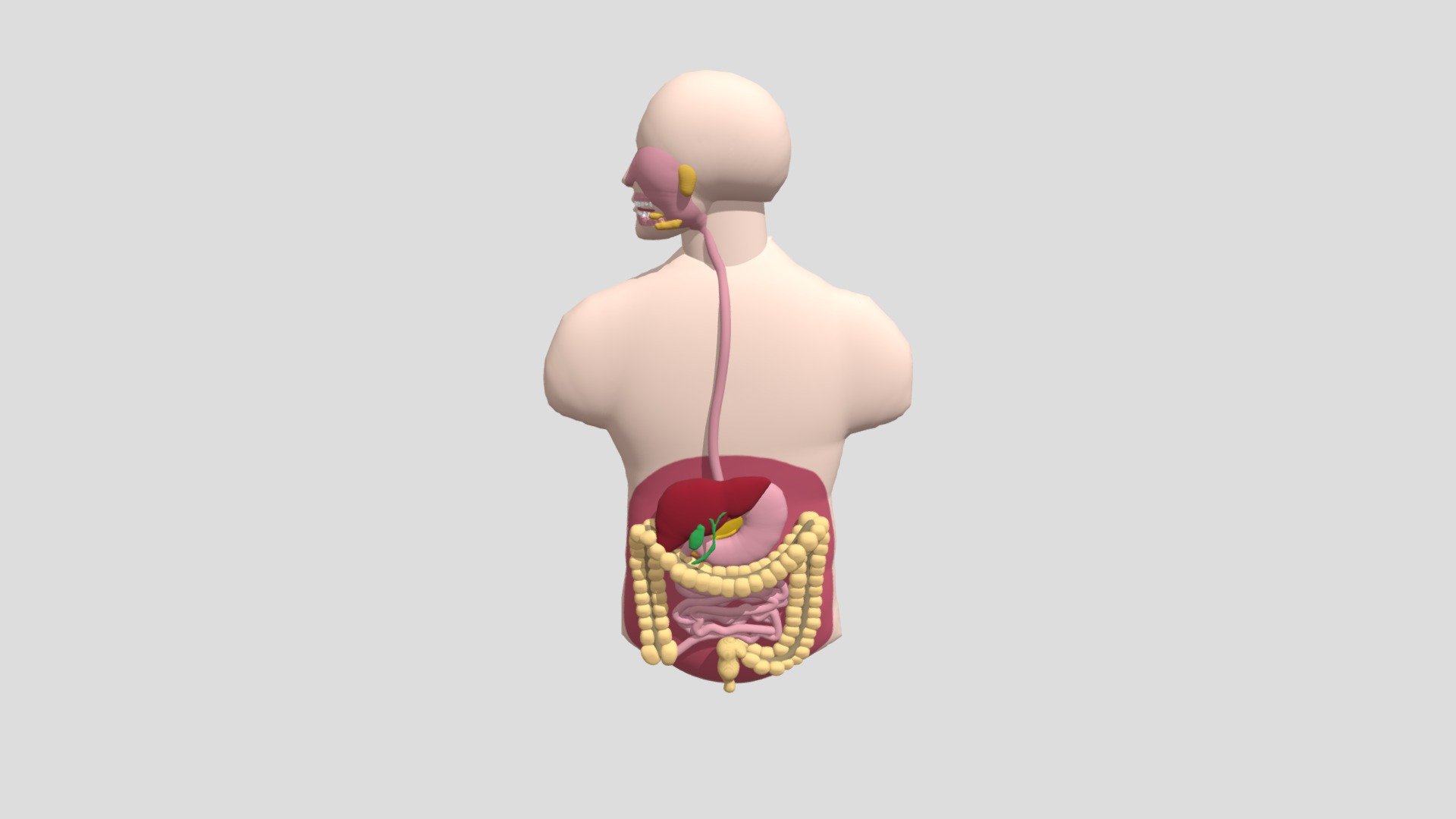 Digestive System 3D - 3D model by katlyn.paslawski [5d5a5ac] - Sketchfab