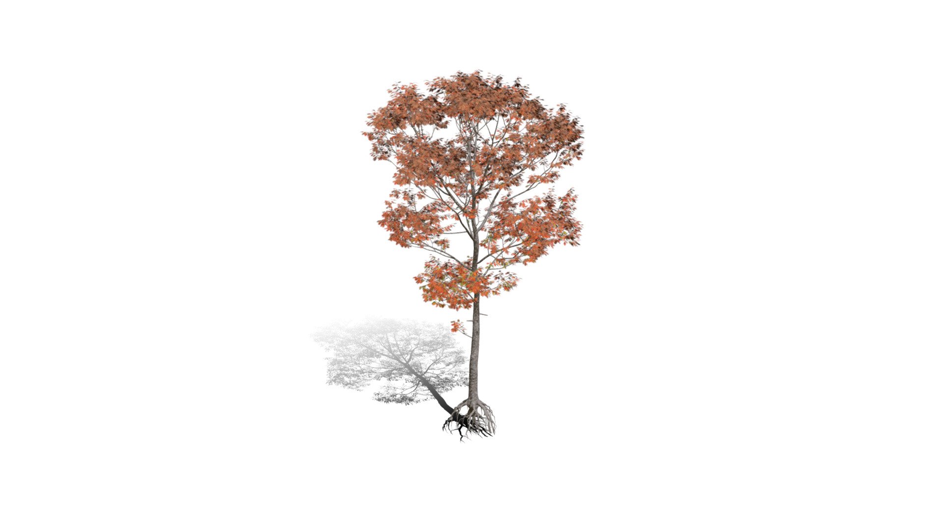 Realistic HD Northern red oak (99/138) - Download Free 3D model by ...