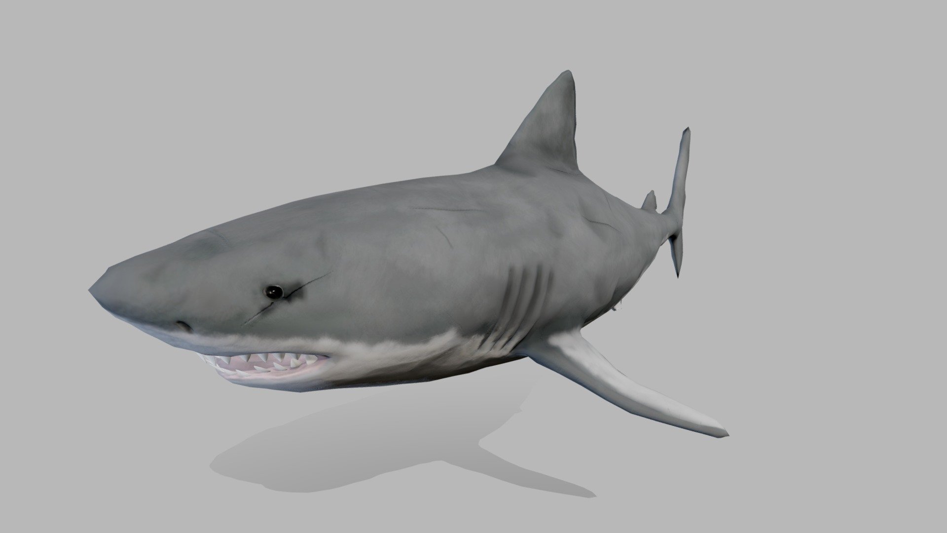 Shark - Download Free 3D model by AndrejKrebs [5d5fc65] - Sketchfab