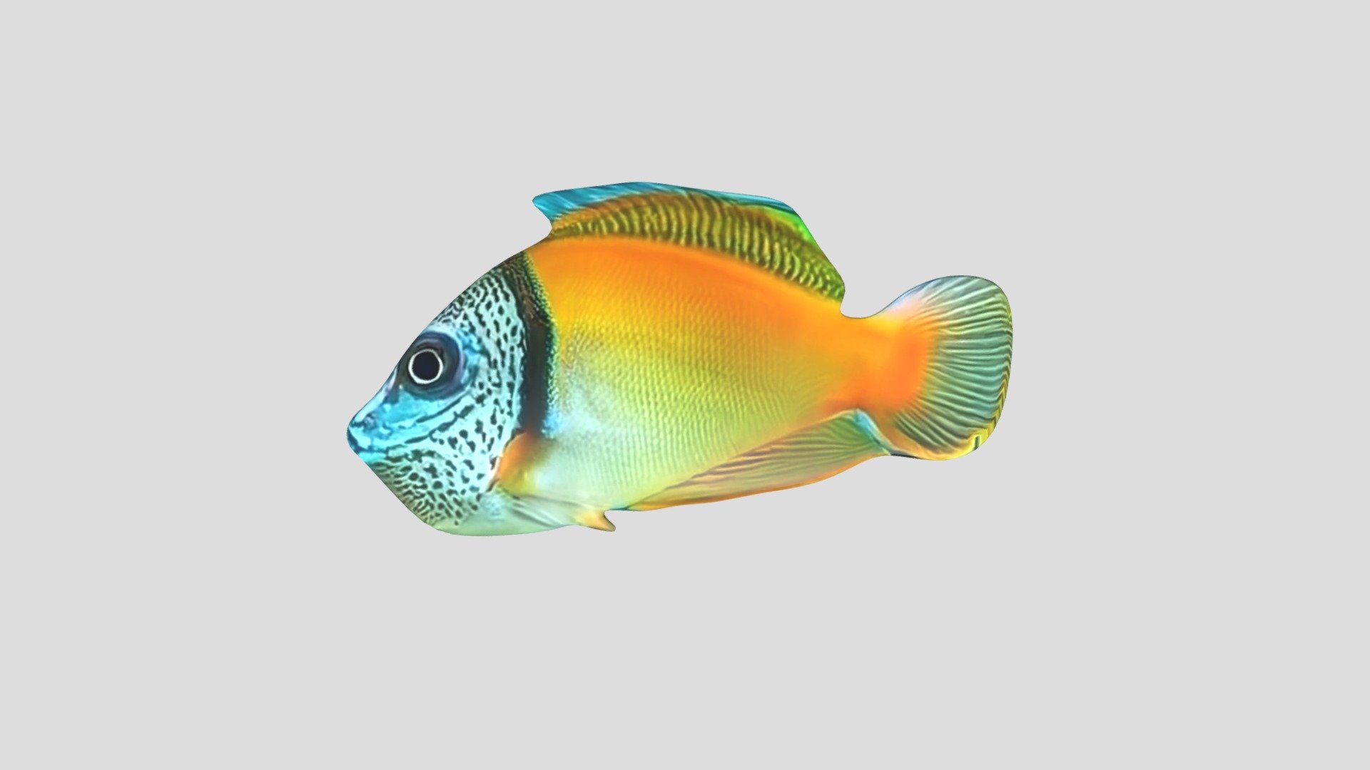 Sea Fish - Download Free 3D model by MaxLeburo [5d654c6] - Sketchfab