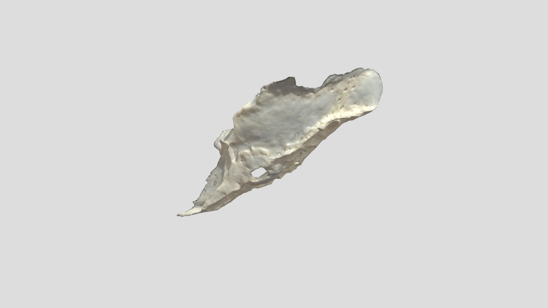 Os Concha Nasalis Inferior R - 3D model by Universiteit Antwerpen ...