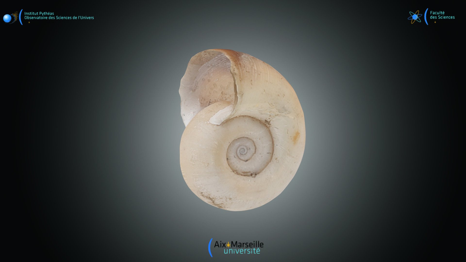 Gastéropode - Planorbis sp. - Download Free 3D model by Société ...
