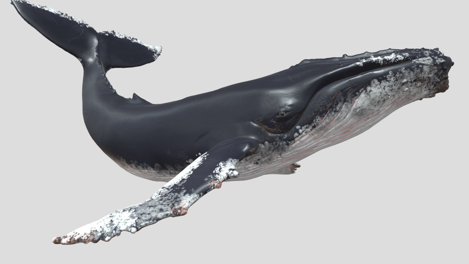 4K Humpback Whale Jump2 - Buy Royalty Free 3D model by haibo (@haibo545001) [5d6d08e ...