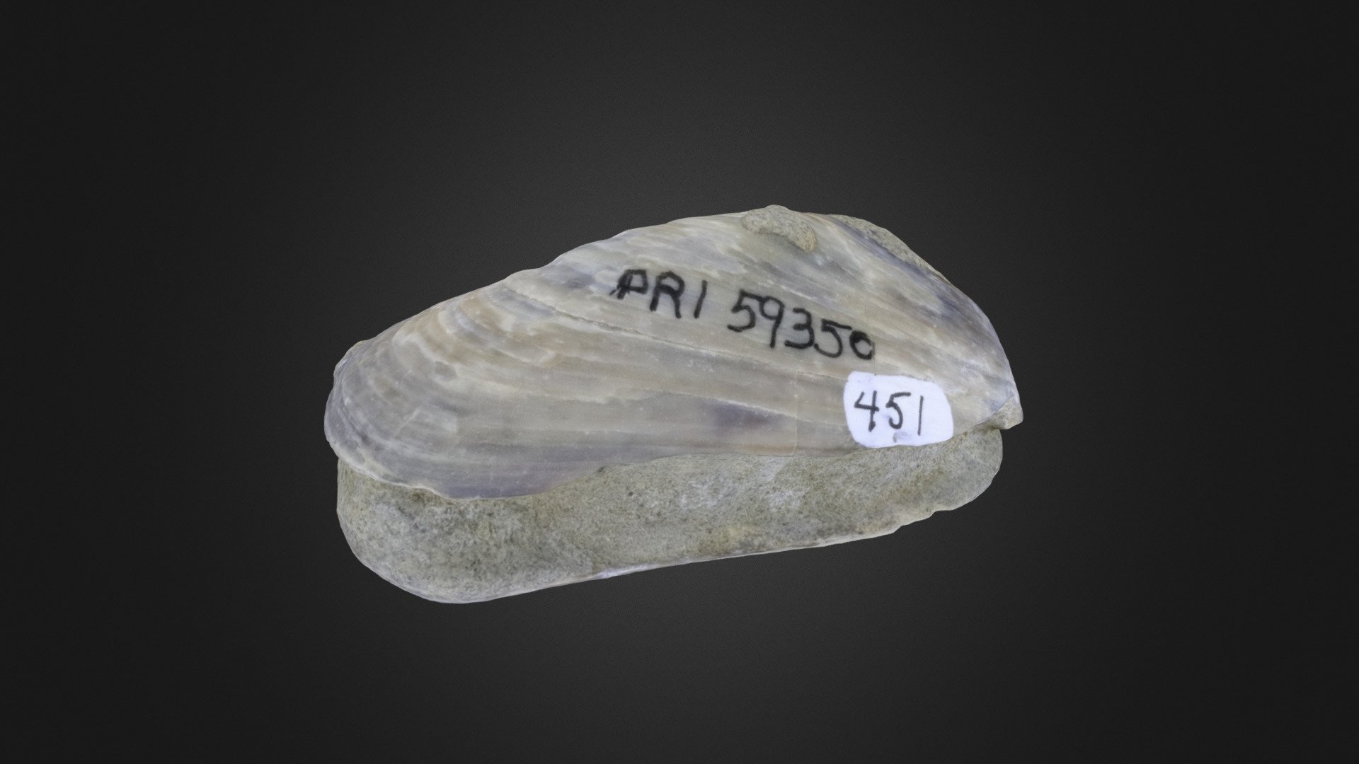 Bivalve: Modiolus thomsoni (PRI 59350) - Download Free 3D model by ...
