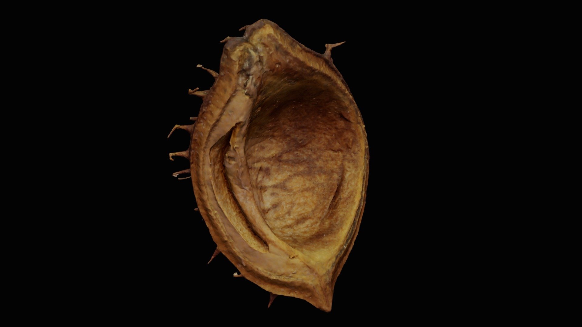 Conker Shell - Aesculus hippocastanum - Download Free 3D model by Lapis ...