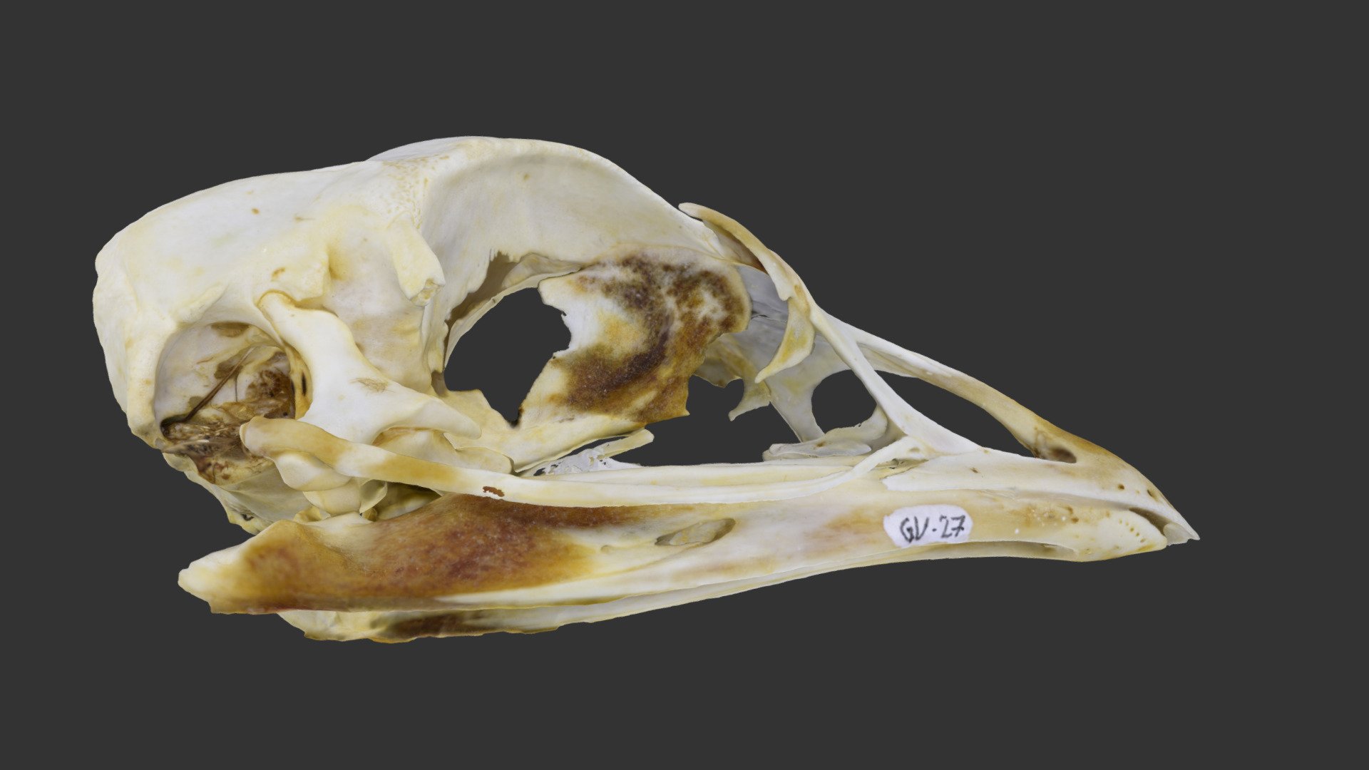 GV_027_Meleagris_Turkey_Skull_116_mm - Download Free 3D model by ...