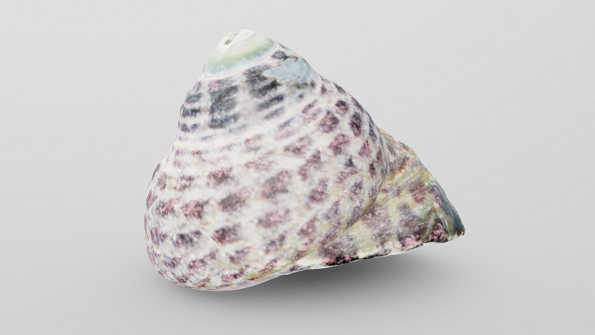Tessellate Nerita Sea Shell - Buy Royalty Free 3D model by Drakery ...