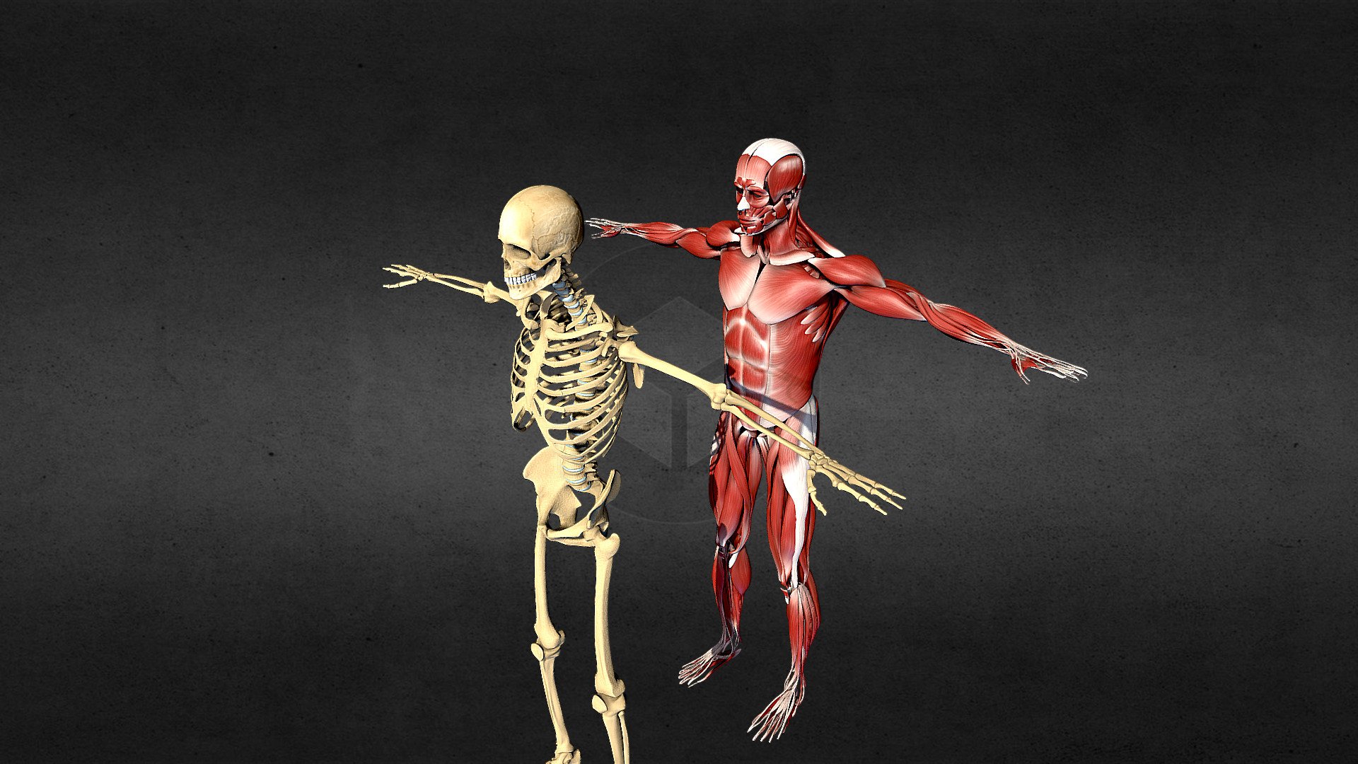 muscle + bones + normalmaps - Buy Royalty Free 3D model by flarar-01 ...