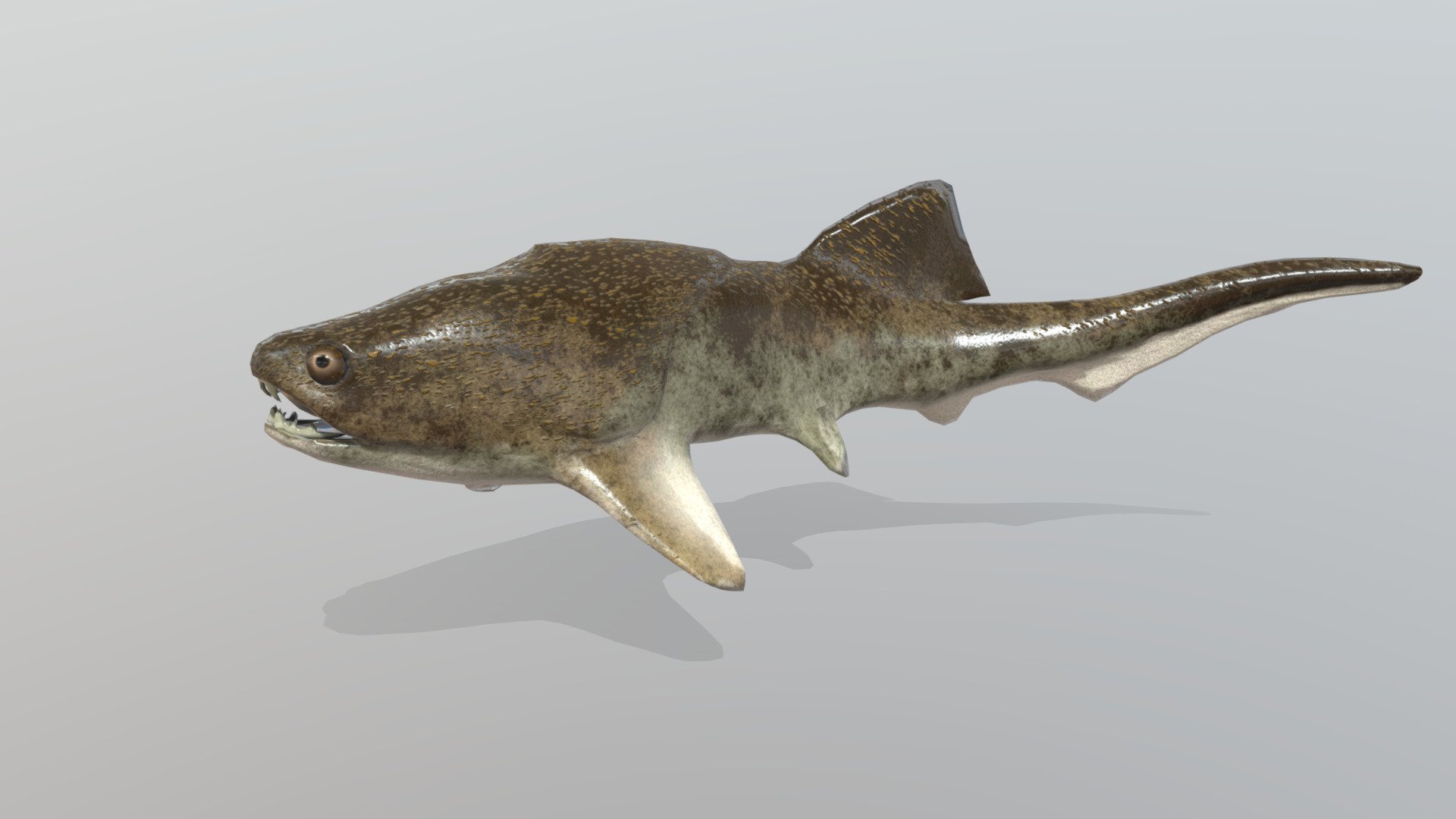 Coccosteus - 3D model by Paleobiome [5d8225f] - Sketchfab