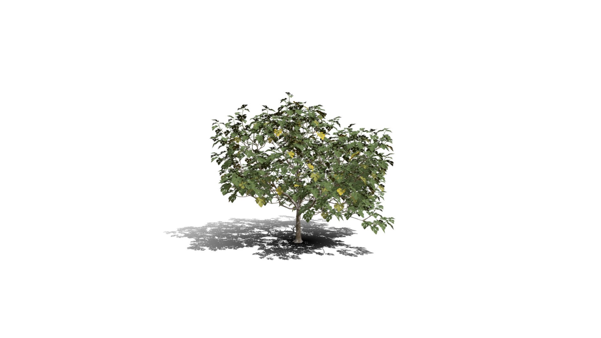 Realistic HD Common fig tree (28/30) - Download Free 3D model by ...