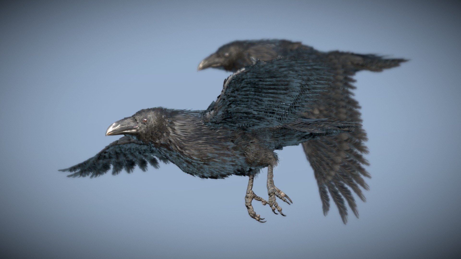 a pair of Common Ravens - 3D model by Nestaeric [5d89ff1] - Sketchfab
