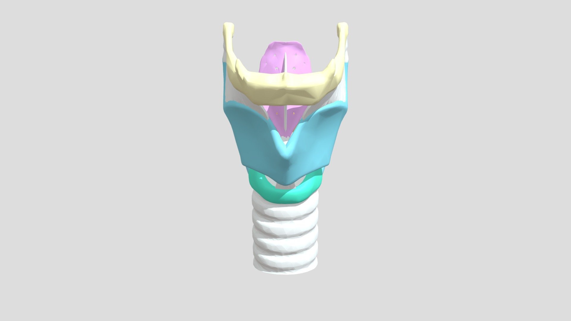 Anatomy-of-the-larynx - 3D model by Scielab [5d8b0da] - Sketchfab