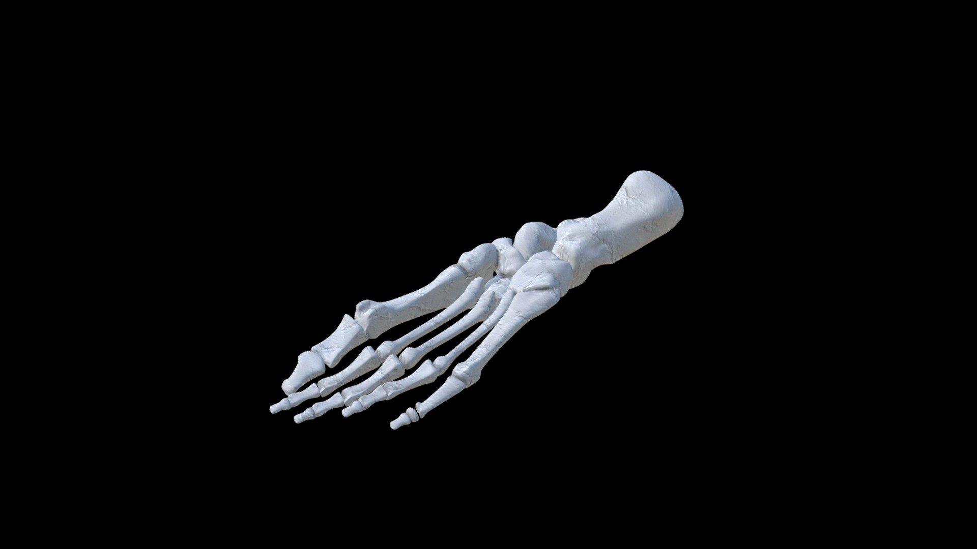 Human Foot Hi - 3D model by seminarsonscience [5d98479] - Sketchfab