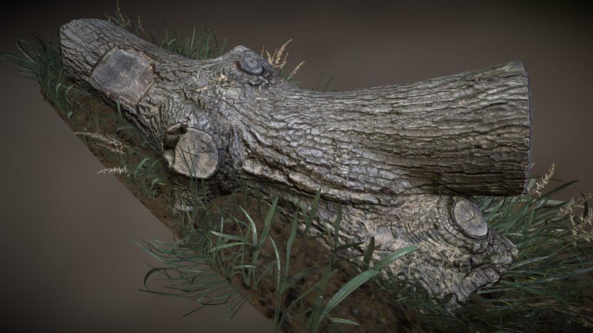 FallenLog_AbbeyFields - 3D model by harveygreensall [5d9da6c] - Sketchfab