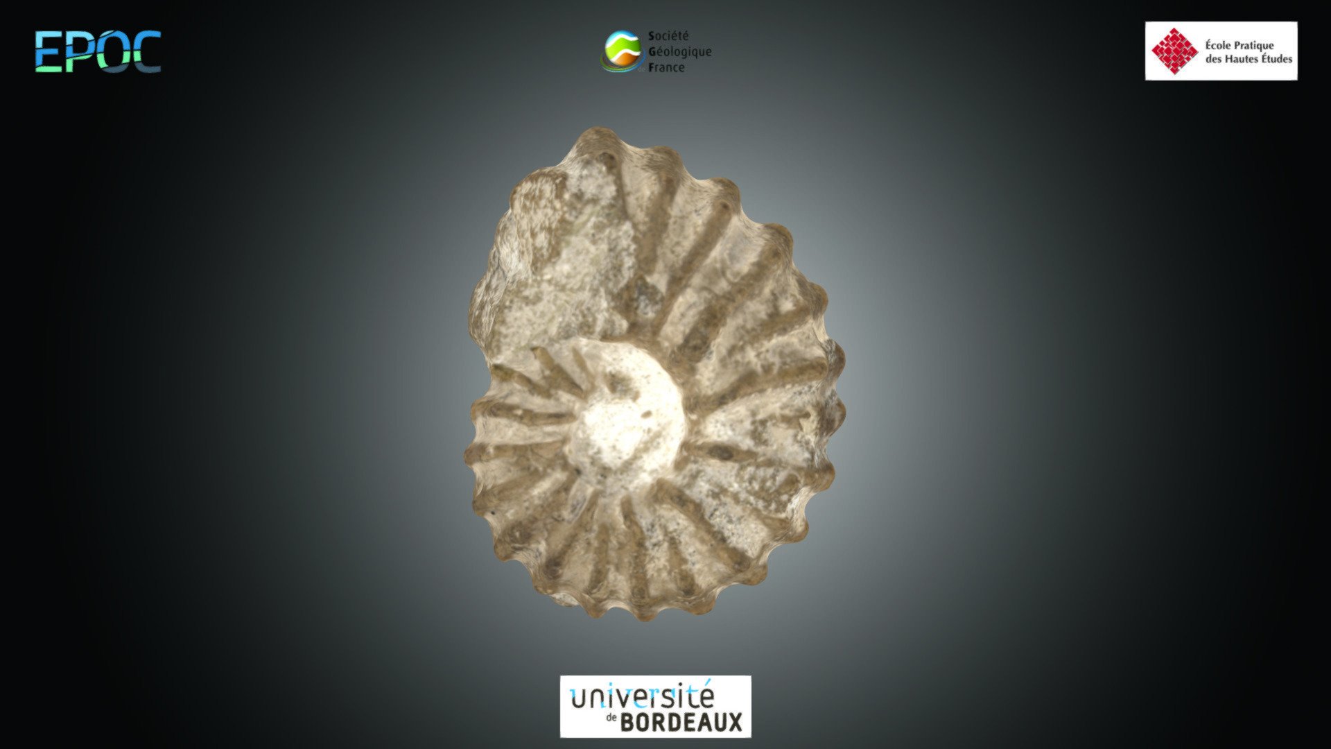 Ammonoïde - Acanthoceras sp. - Download Free 3D model by Société Géologique de France (@sgfrance ...