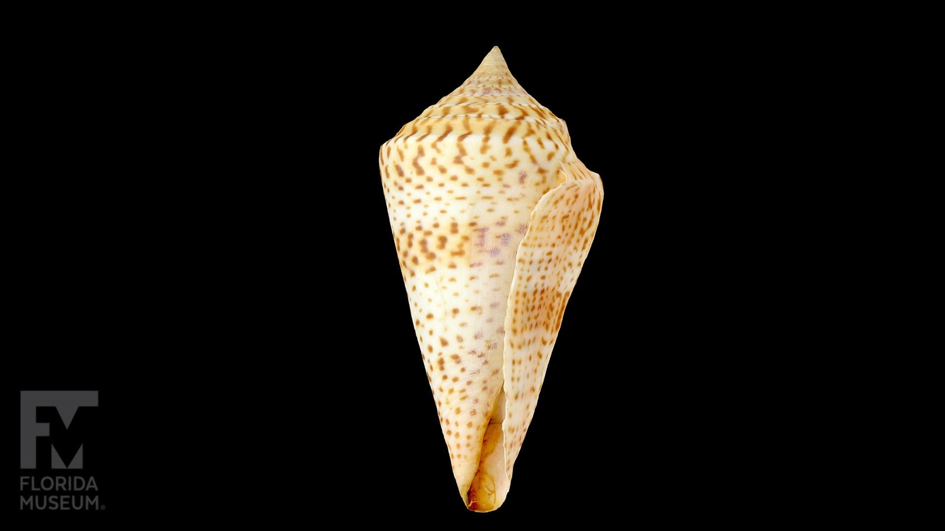 Sozon's Cone Sea Snail Shell - 3D model by FloridaMuseum [5da72d5 ...