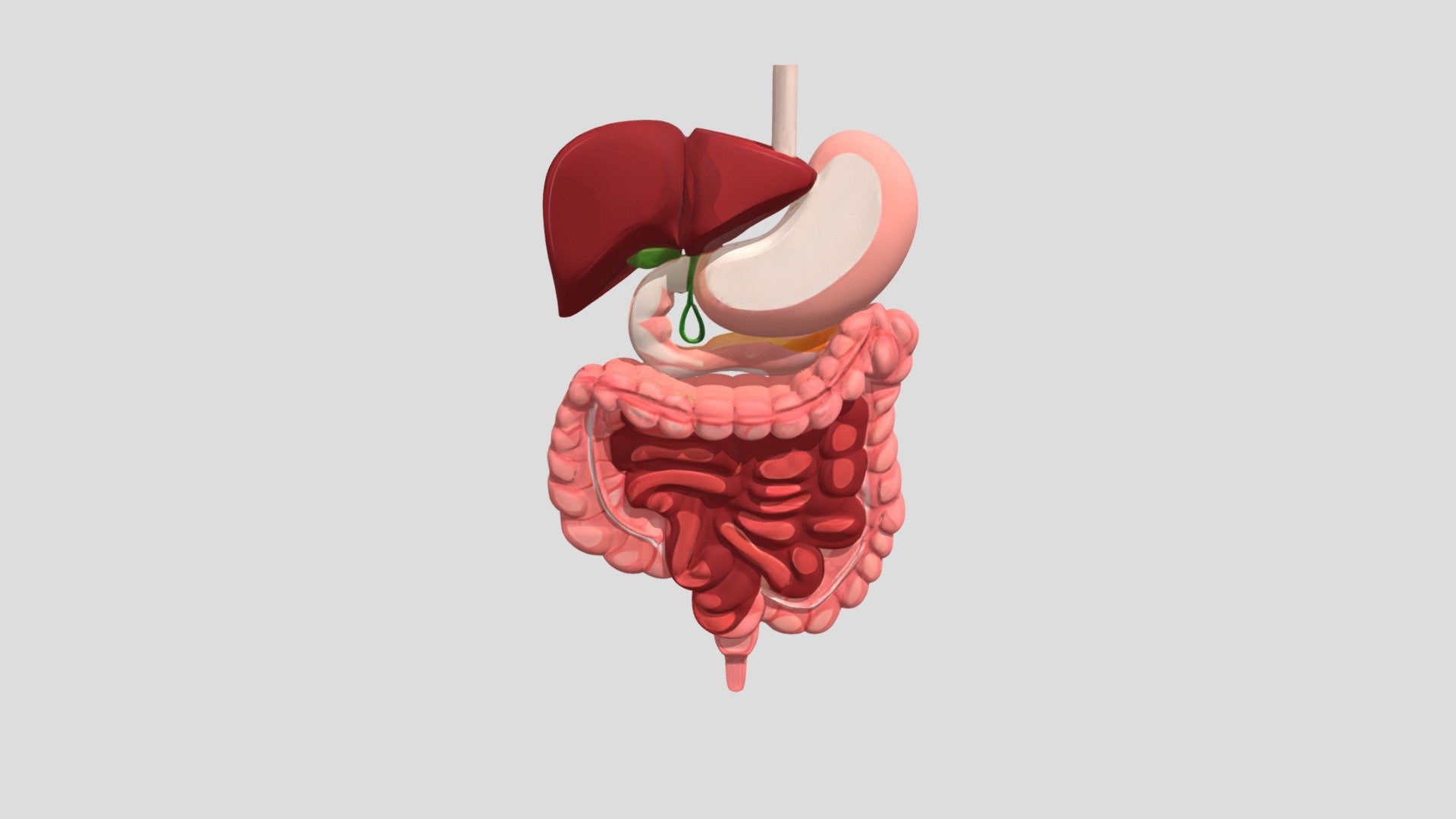 Human digestive system organs - 3D model by DuduXin [5da78e7] - Sketchfab