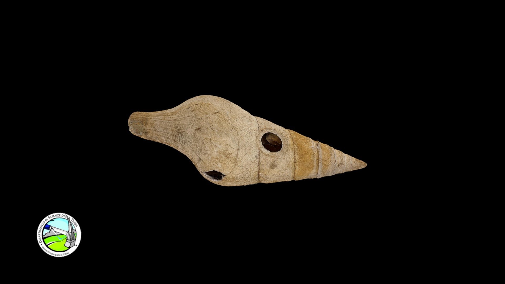 Predichnia in Gasteropode(?) - 3D model by Dipartimento di Scienze ...