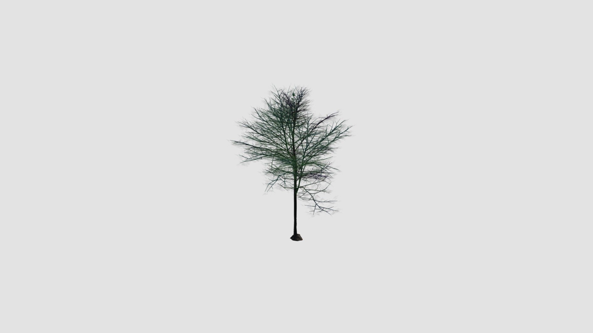 Tree - Buy Royalty Free 3D model by Evermotion [5daf79a] - Sketchfab Store