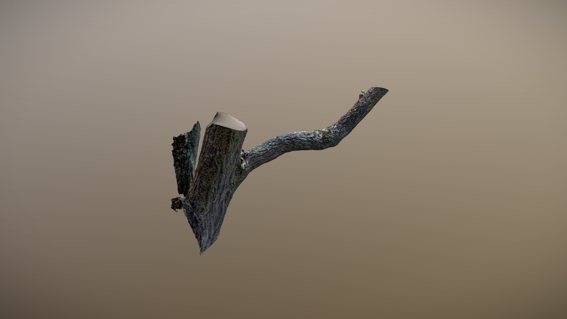 Test tree trunk scanning - 3D model by clem.baert [5db238b] - Sketchfab
