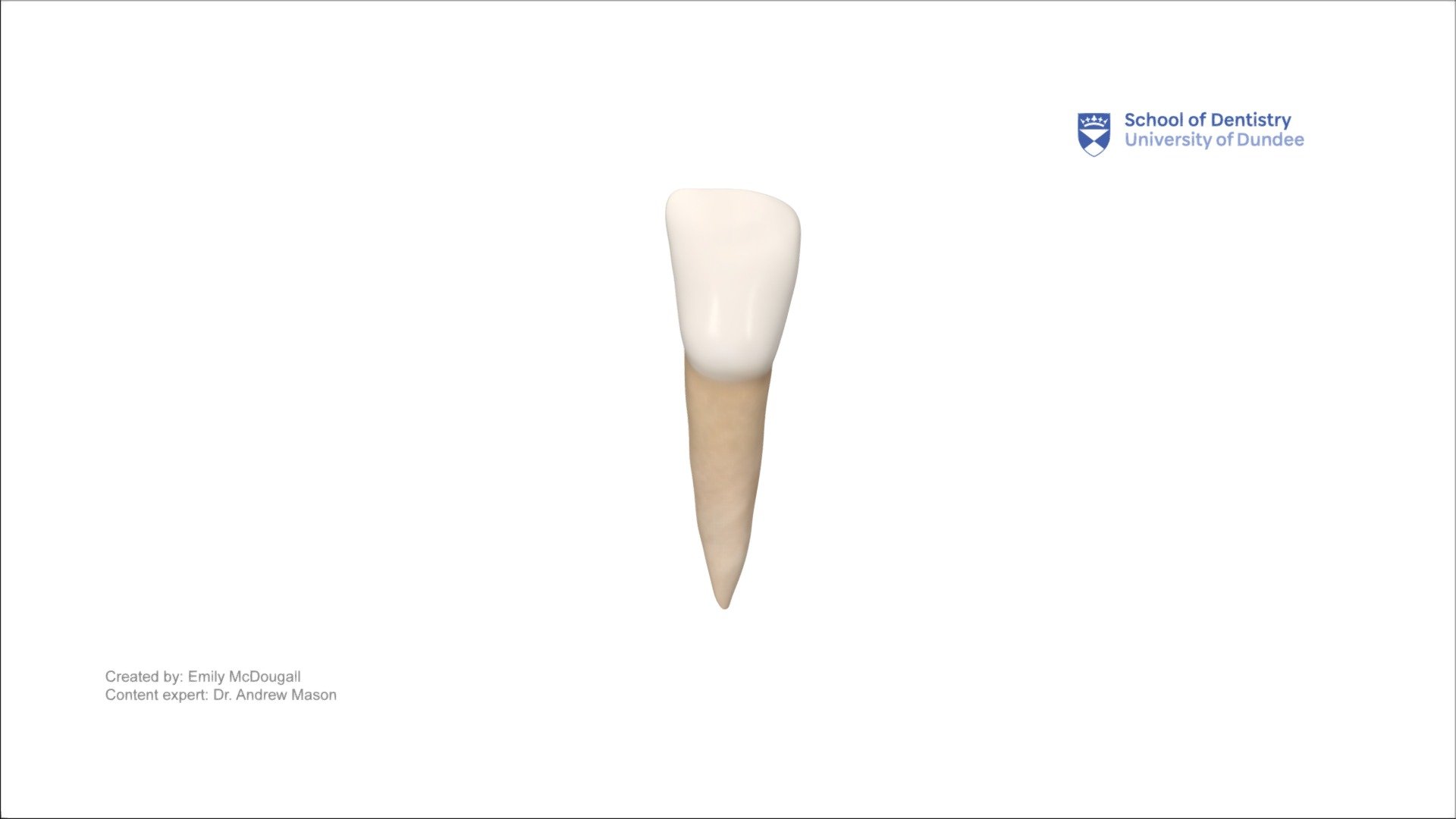 Primary lower left lateral Incisor (FDI 72) - Download Free 3D model by ...