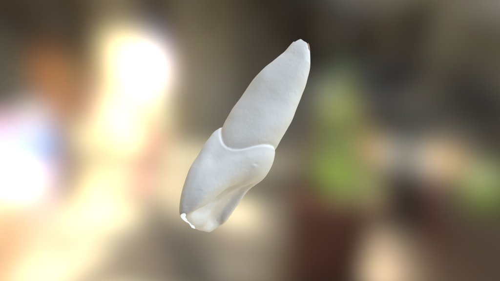 ECU Tooth 02 2 - 3D model by Steven Lichti (@slichti) [5db7c59] - Sketchfab