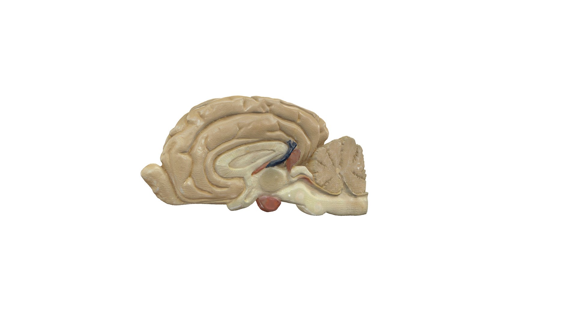 Brain, sagital section, cow (model) - 3D model by Vetanat.UZH [5dba3a0 ...
