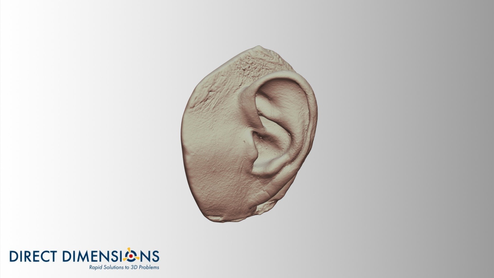 Ear Sample - 3D model by Direct Dimensions (@dirdim) [5dbb772] - Sketchfab