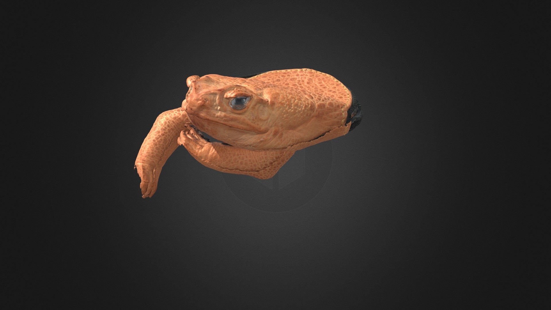 Cane Toad Purse - Download Free 3D model by dkemp [5dbcc28] - Sketchfab