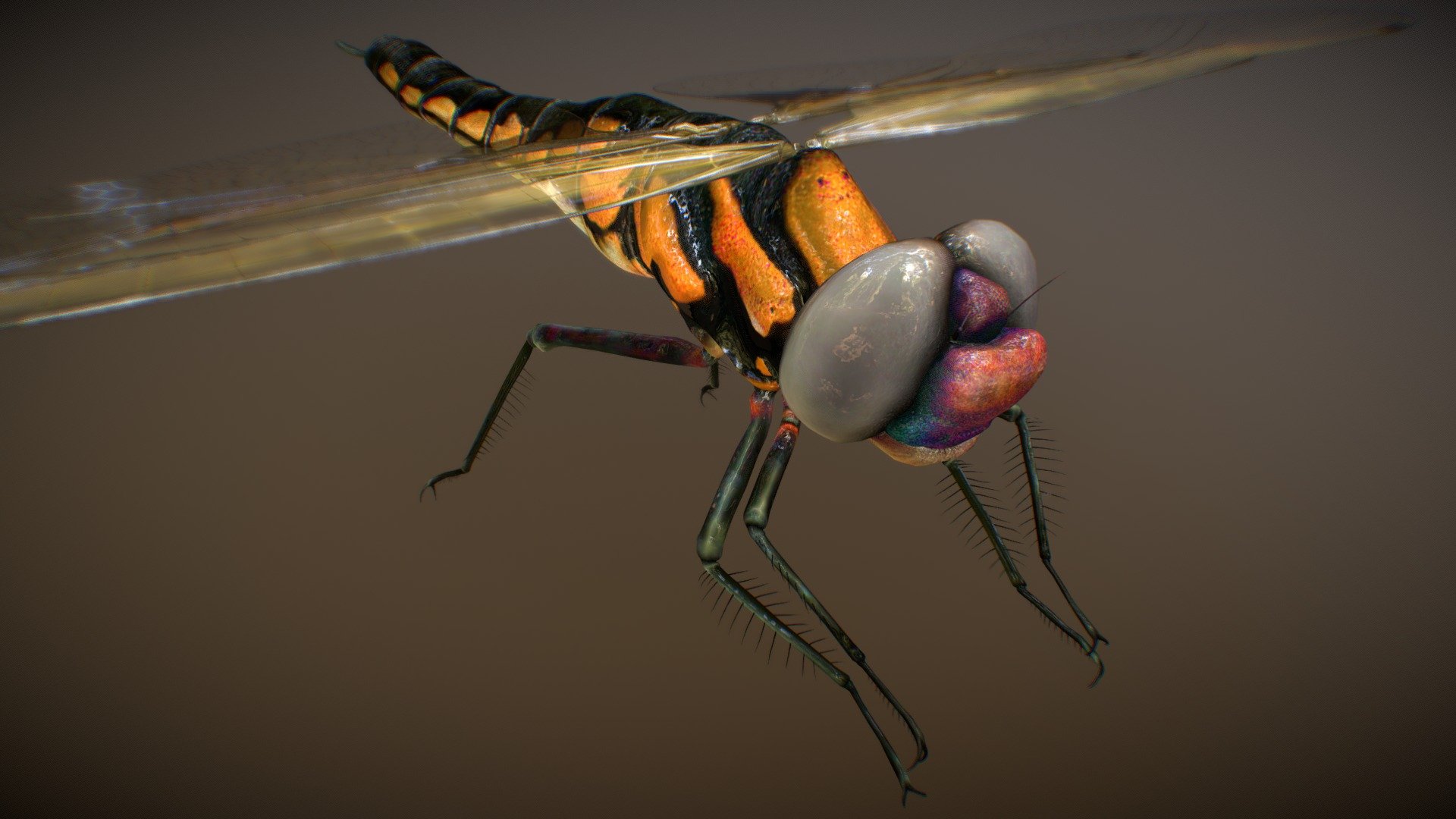 Realistic Dragonfly - 3D model by Spotland Live Graphics ...