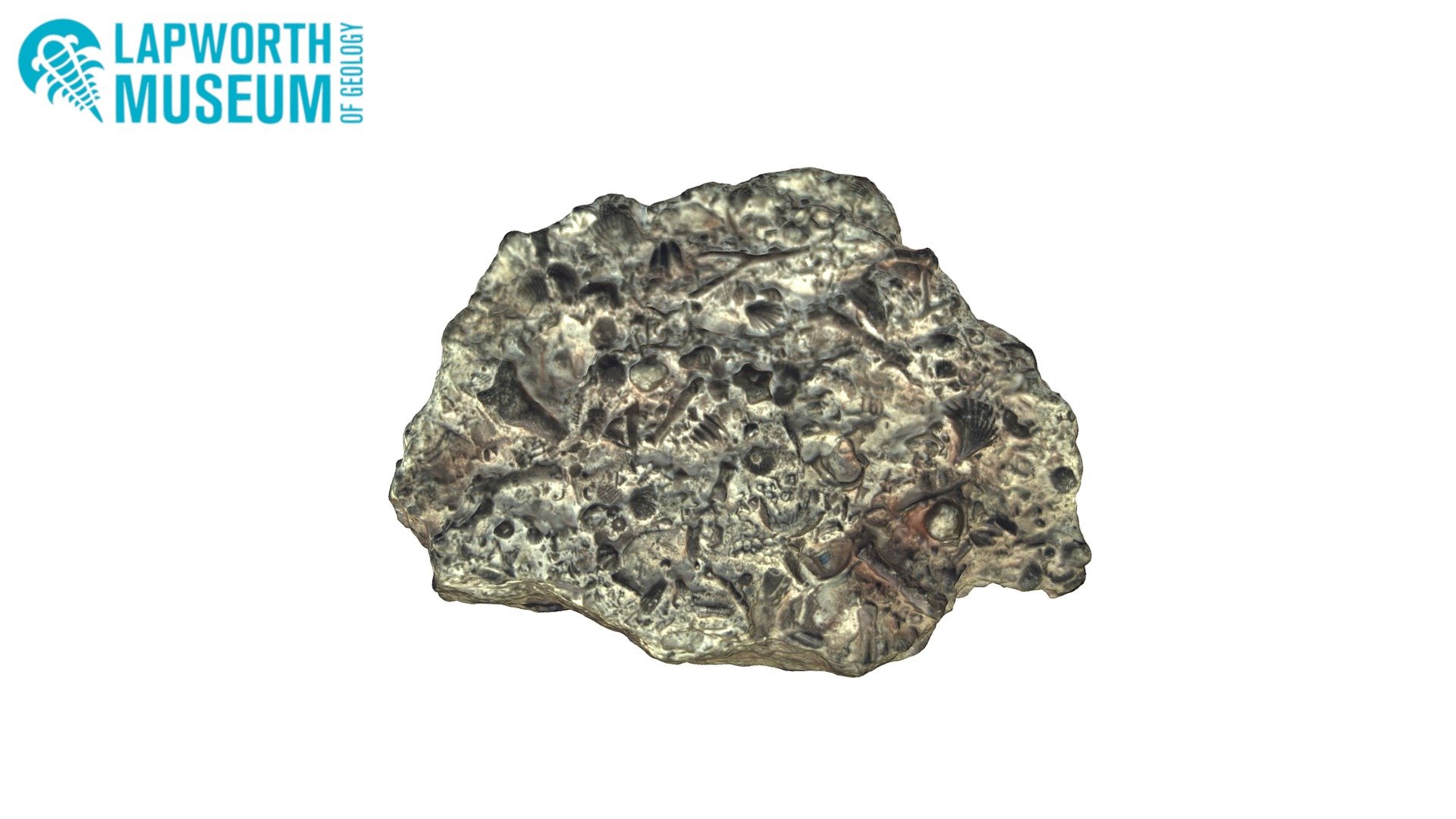 Wenlock limestone - Teaching Collection - Download Free 3D model by ...