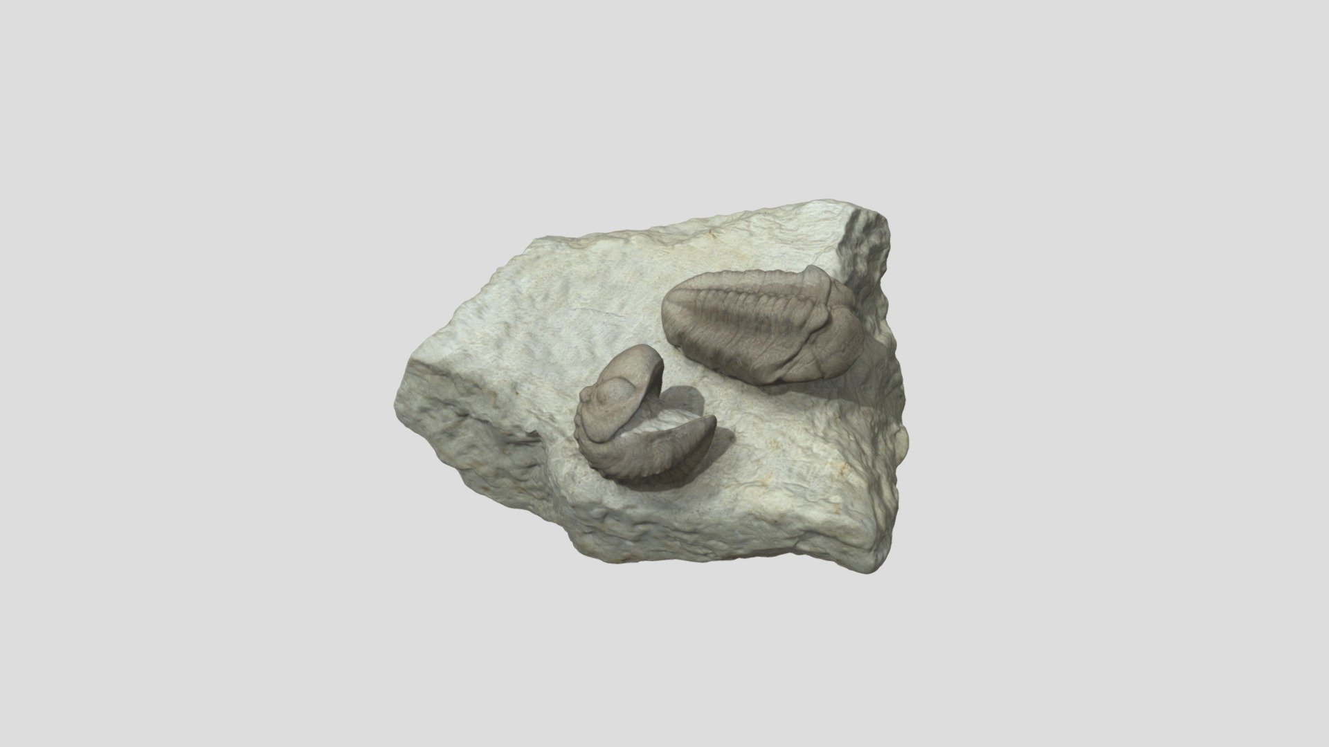 Trilobite fossil - Phacopida (L18) - 3D model by Hong Kong Science ...