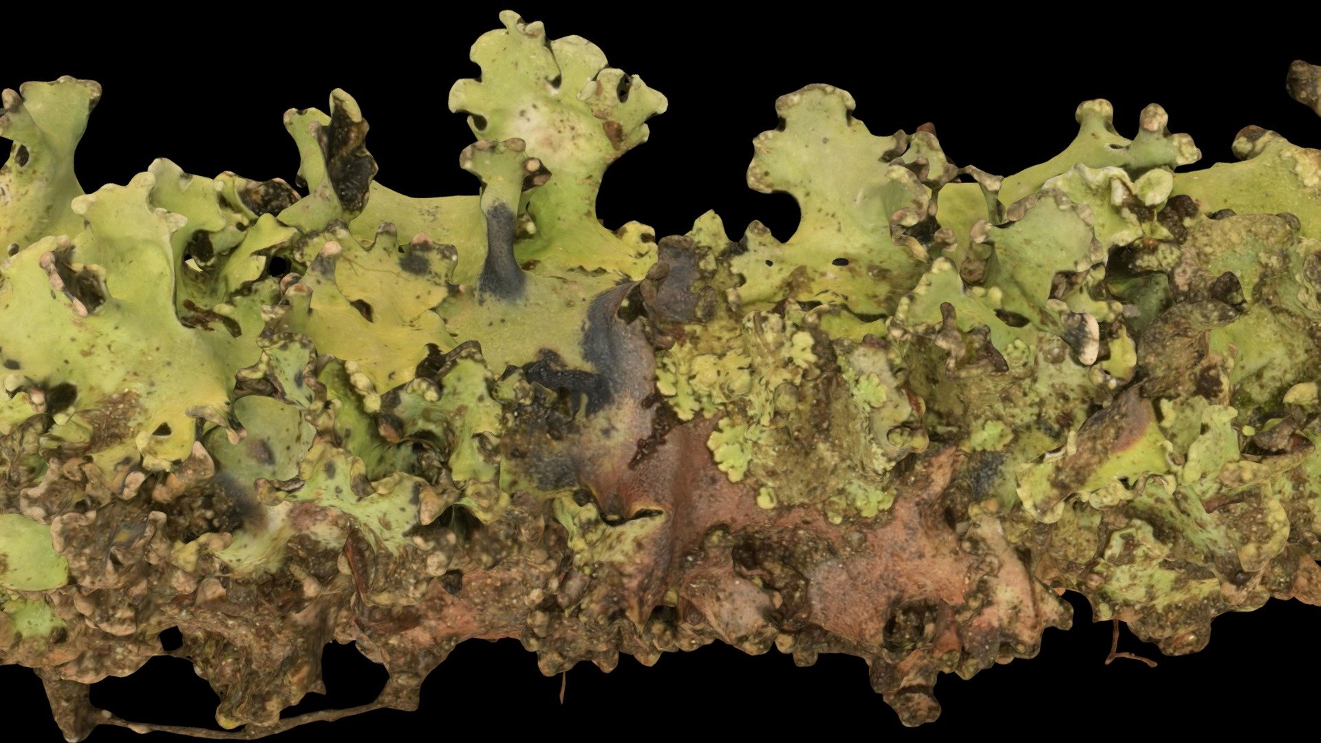 CC0 マツゲゴケ 🍄 Eyelash Lichen, Rimelia reticulatum - Download Free 3D ...