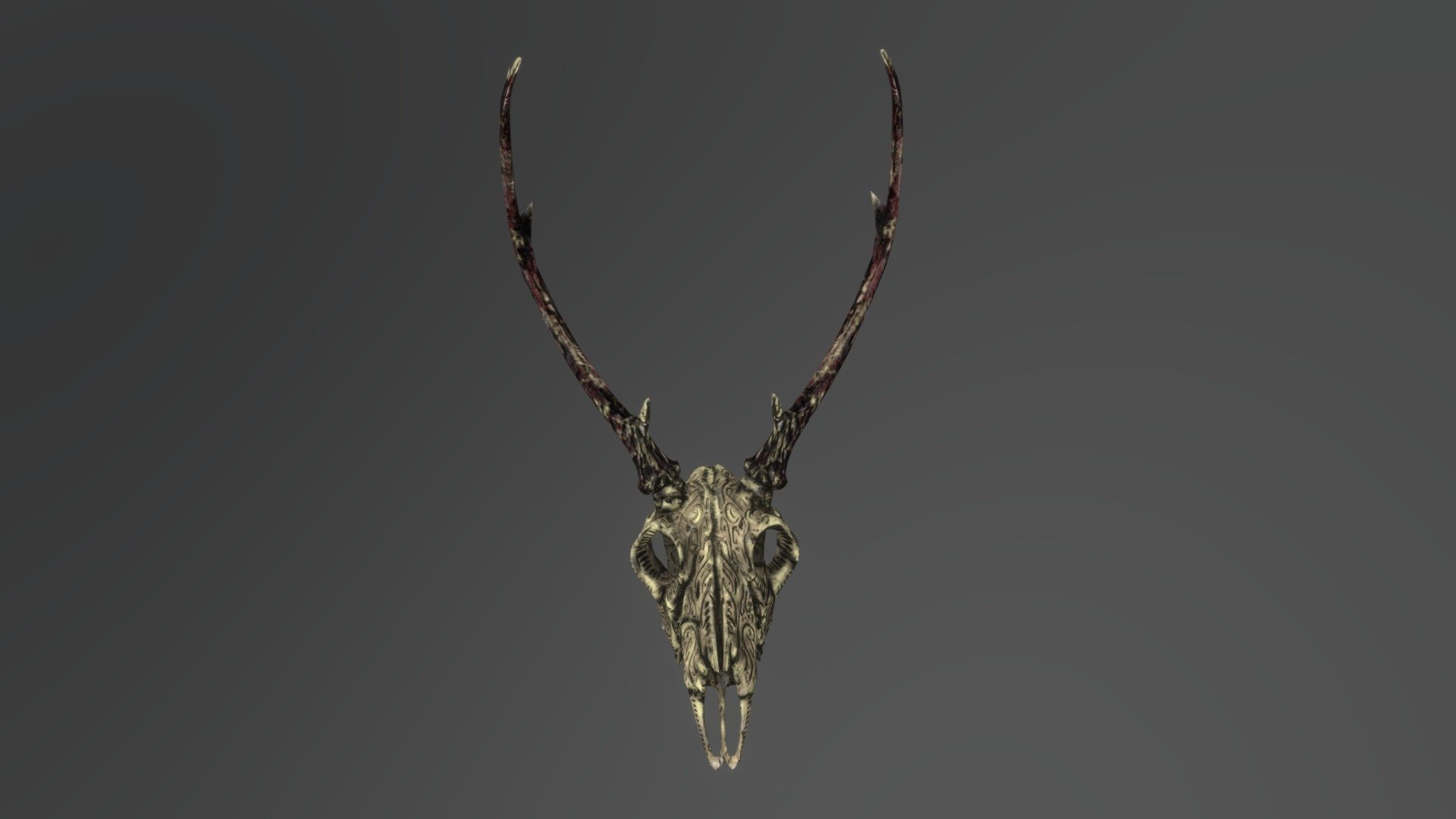 Deer Skull - 3D model by rokinK [5dda031] - Sketchfab