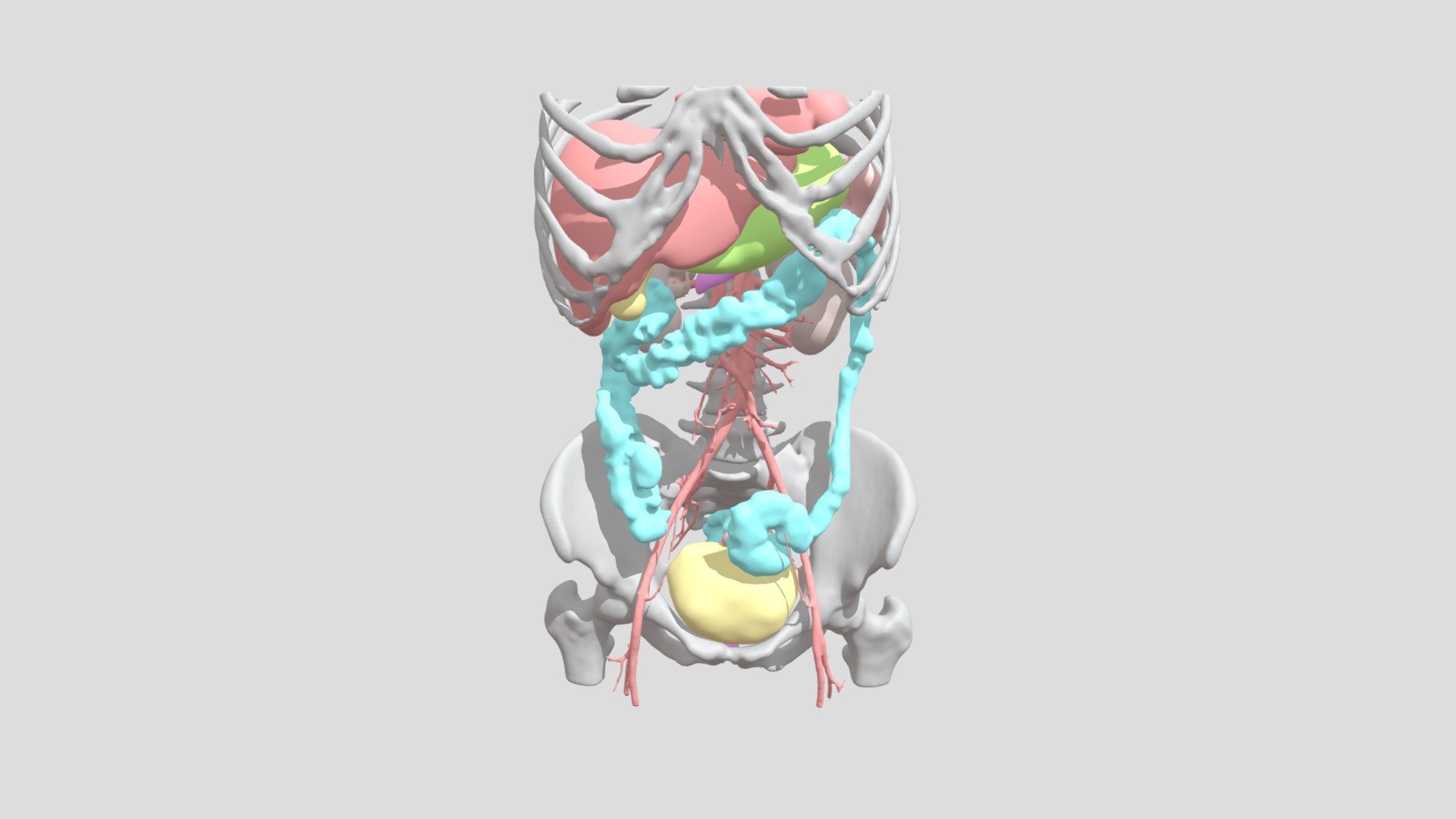 Female Abdomen and Pelvis - 3D model by DrSmashy [5ddc8ec] - Sketchfab